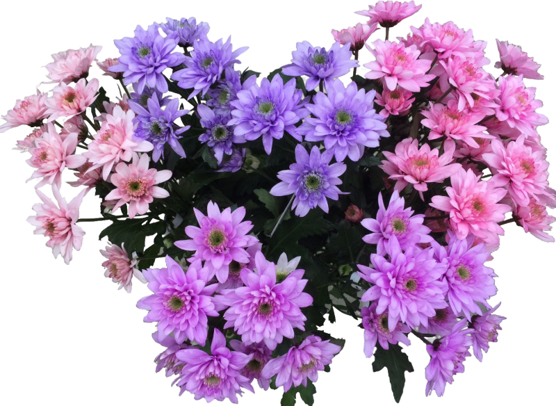 Blumenfarbe für Trockenblumen 10l Basic | Carmin | 13146.3